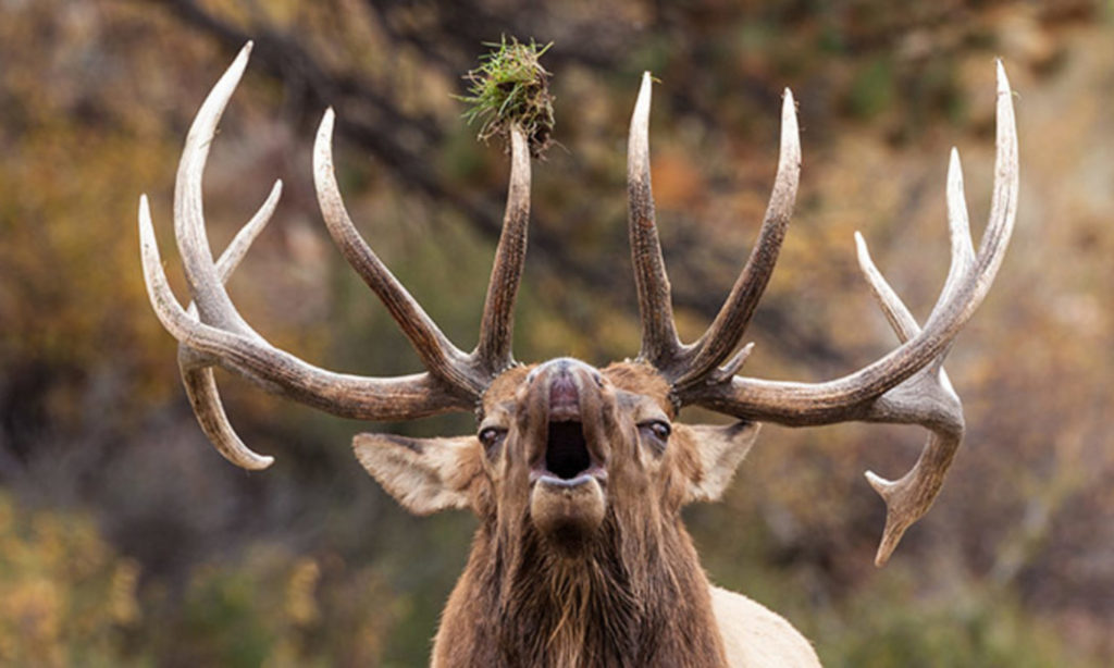 2019 Elk Photos – Royal Rut Ranch